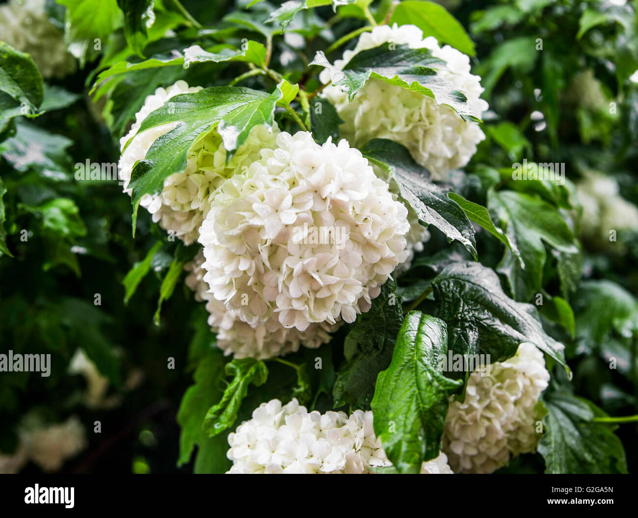 Blue snowball flowers hi-res stock photography and images - Alamy