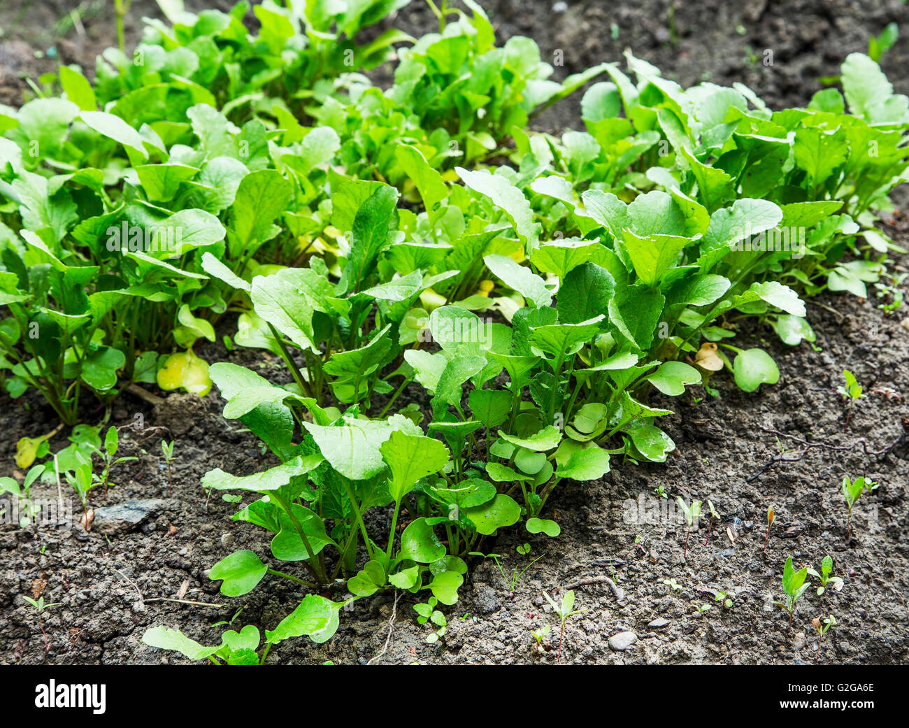 Radish seedling hi-res stock photography and images - Alamy