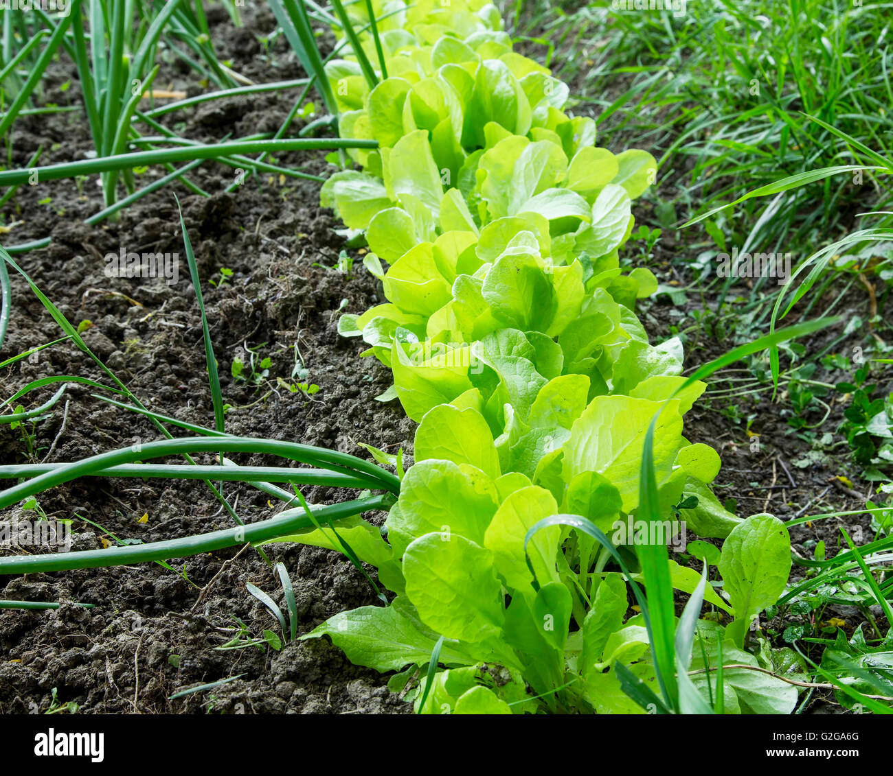 Lettuce seedling greenhouse hi-res stock photography and images - Alamy