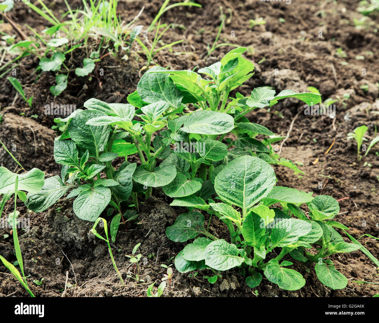 Potato leaf plant healthy hi-res stock photography and images - Alamy