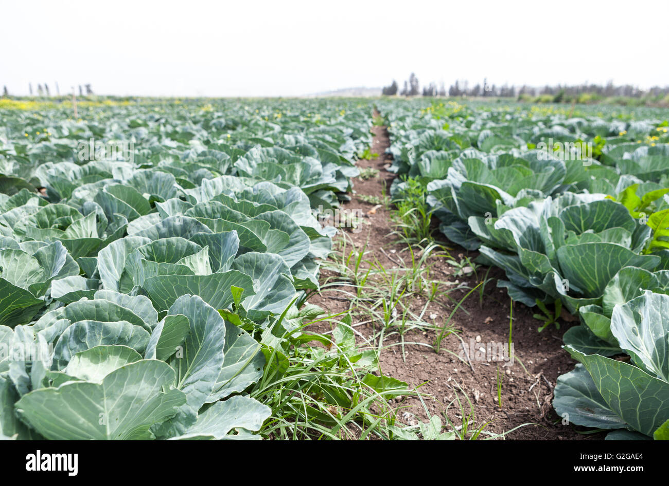 Cabbage rows in farm field hi-res stock photography and images - Alamy