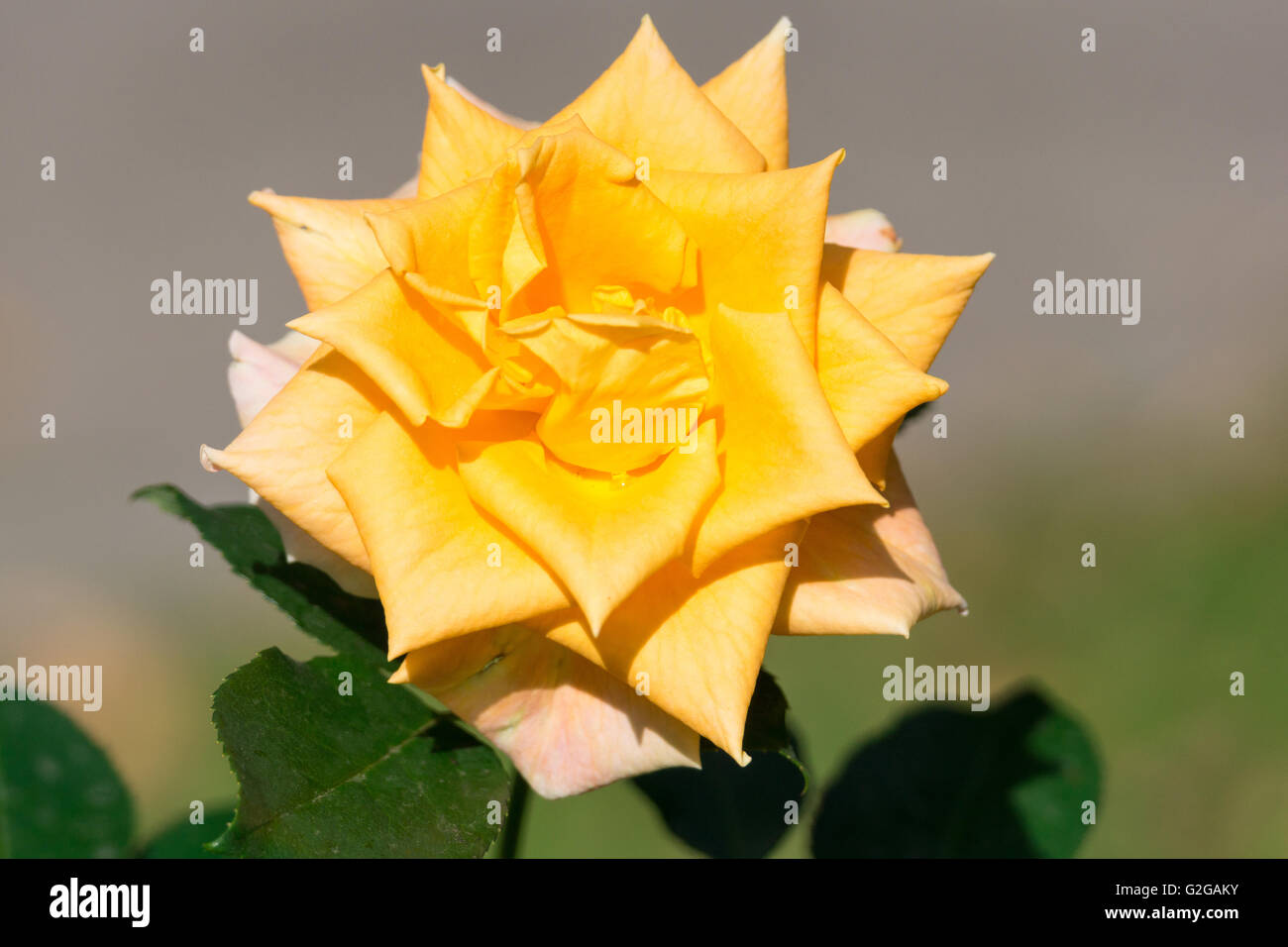 The photograph shows a blooming yellow rose Stock Photo - Alamy
