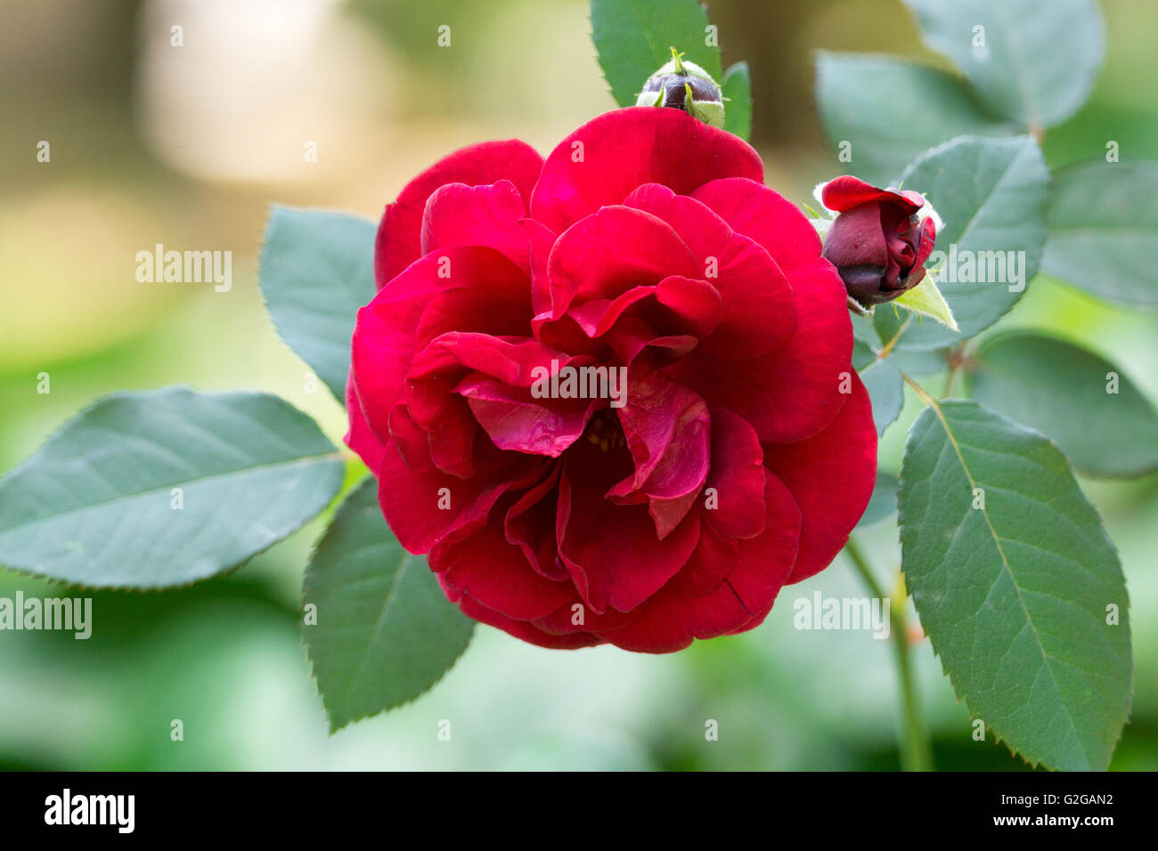 The photograph shows a blooming red rose Stock Photo - Alamy