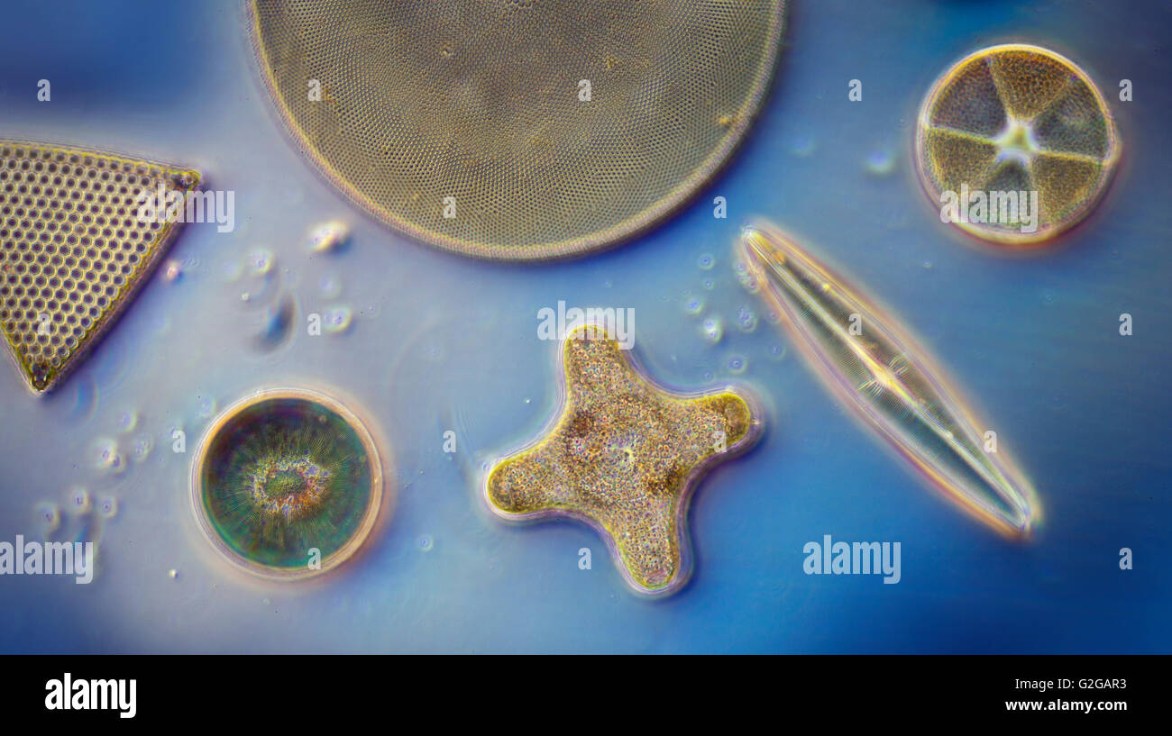 A diverse selection of diatom forms, centric, pennate, blue darkfield photomicrograph Stock ...
