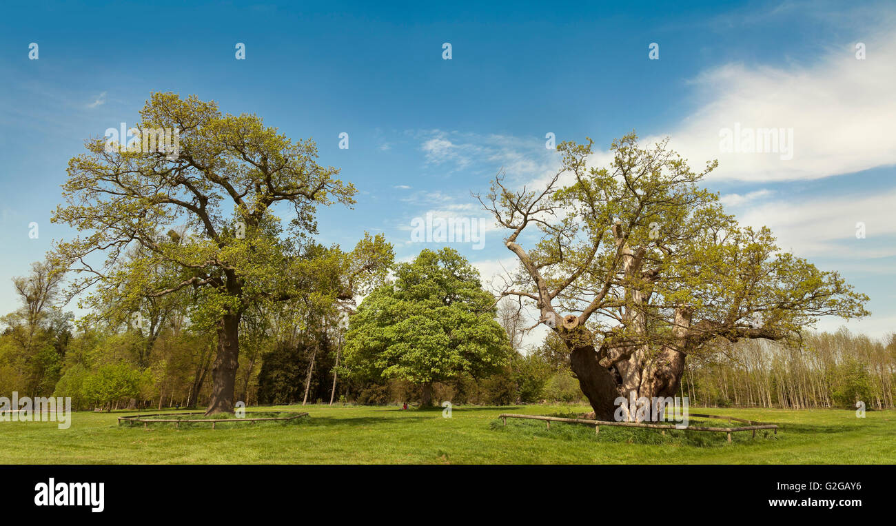 Oak pollard hi-res stock photography and images - Alamy