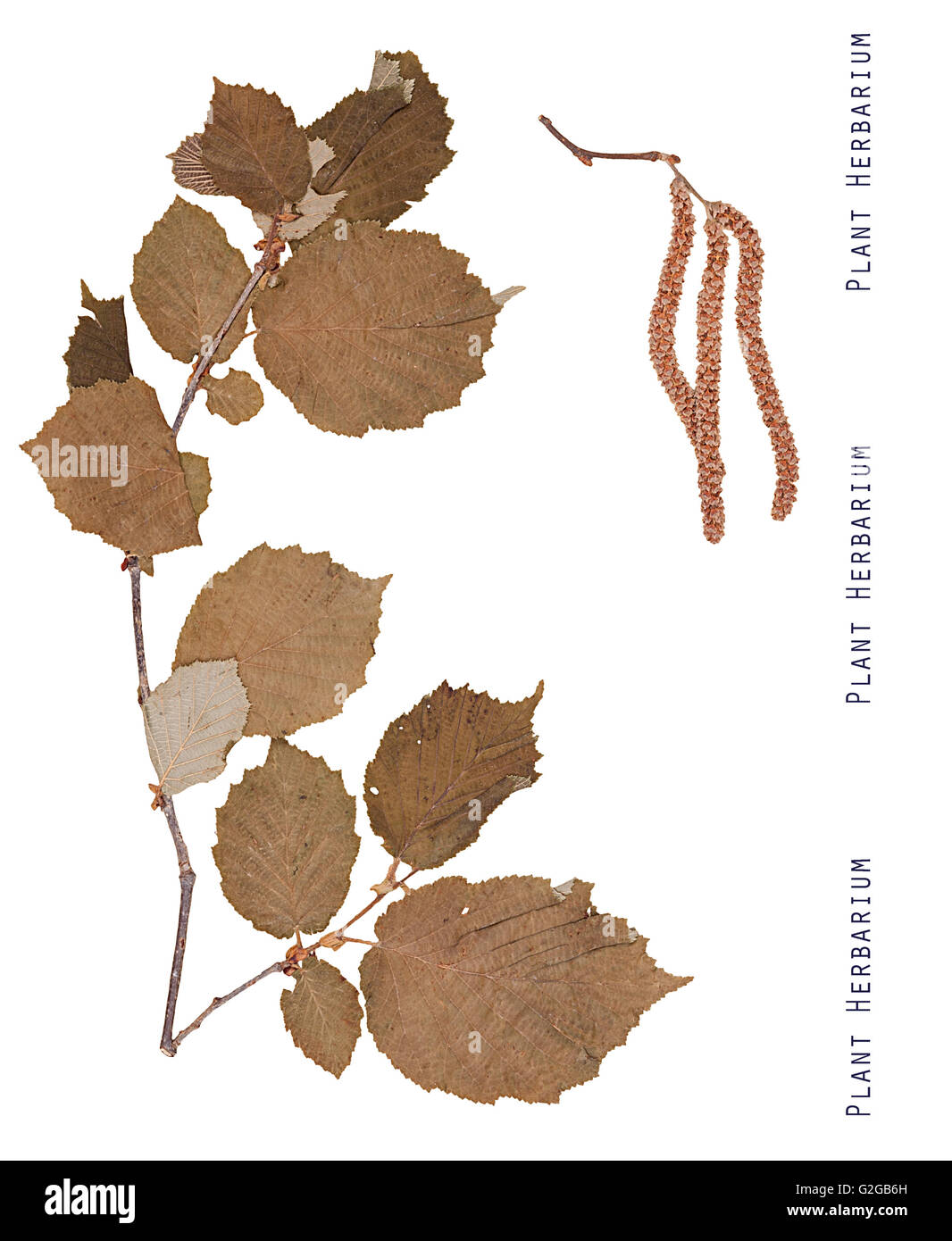 Herbarium plant hazel. Branch, leaves and inflorescence plants hazel ...