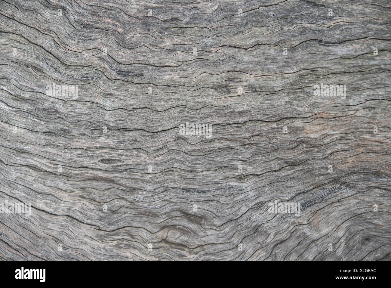 Tree bark texture Stock Photo - Alamy Tree bark texture Stock Photo - Alamy