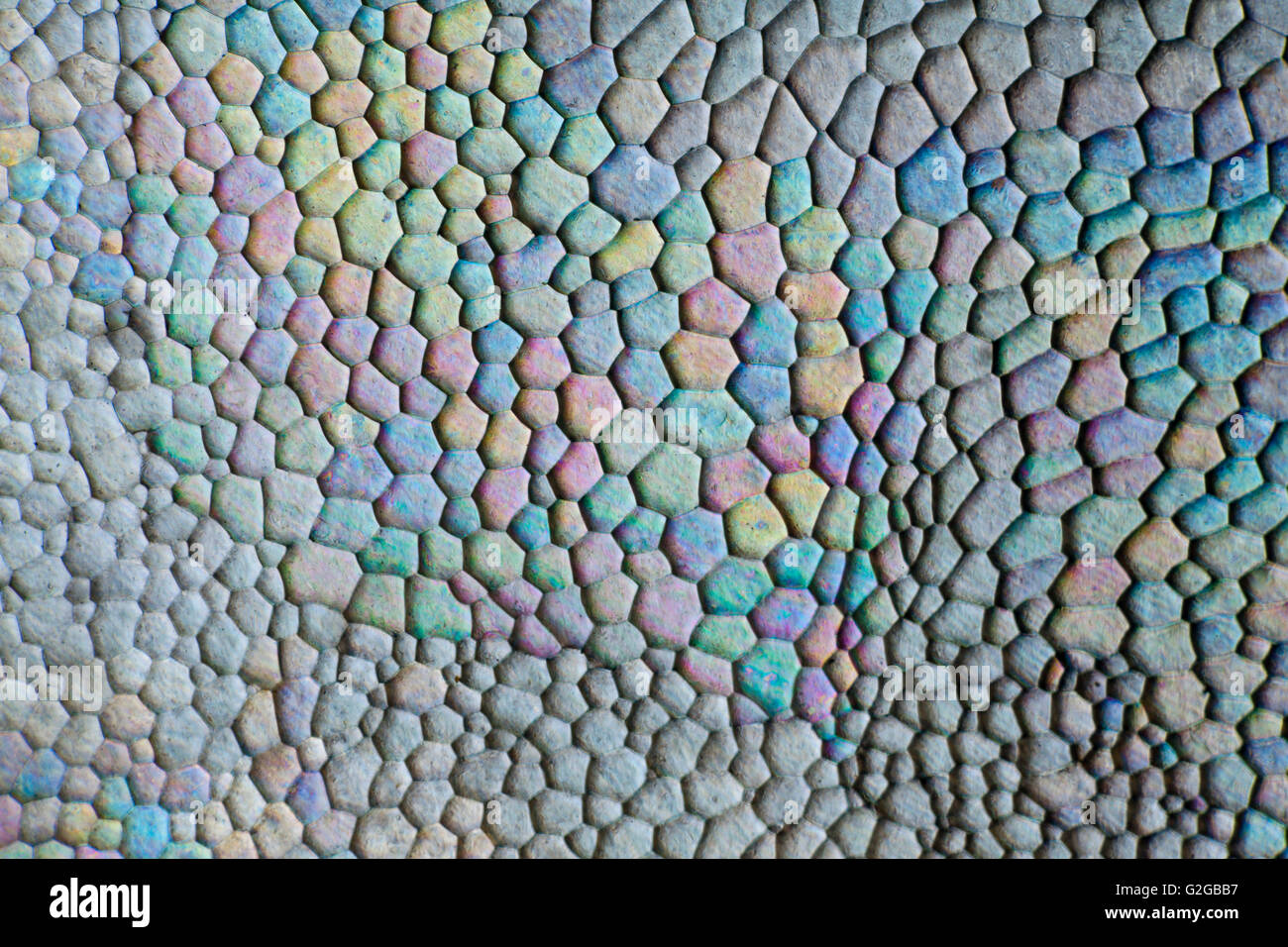 Pinna rudis hi-res stock photography and images - Alamy