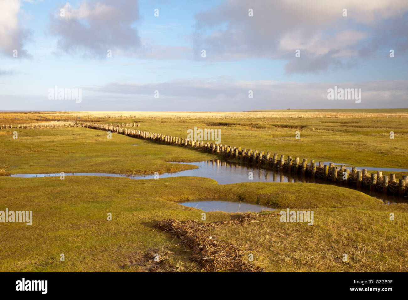 Salt marshes in the Schleswig-Holstein Wadden Sea National Park, UNESCO ...