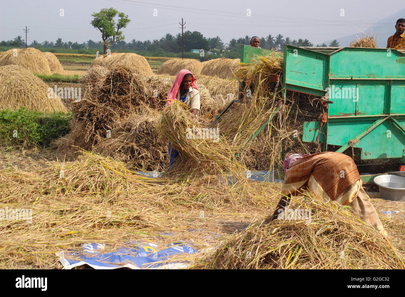 Paddy straw hi-res stock photography and images - Alamy