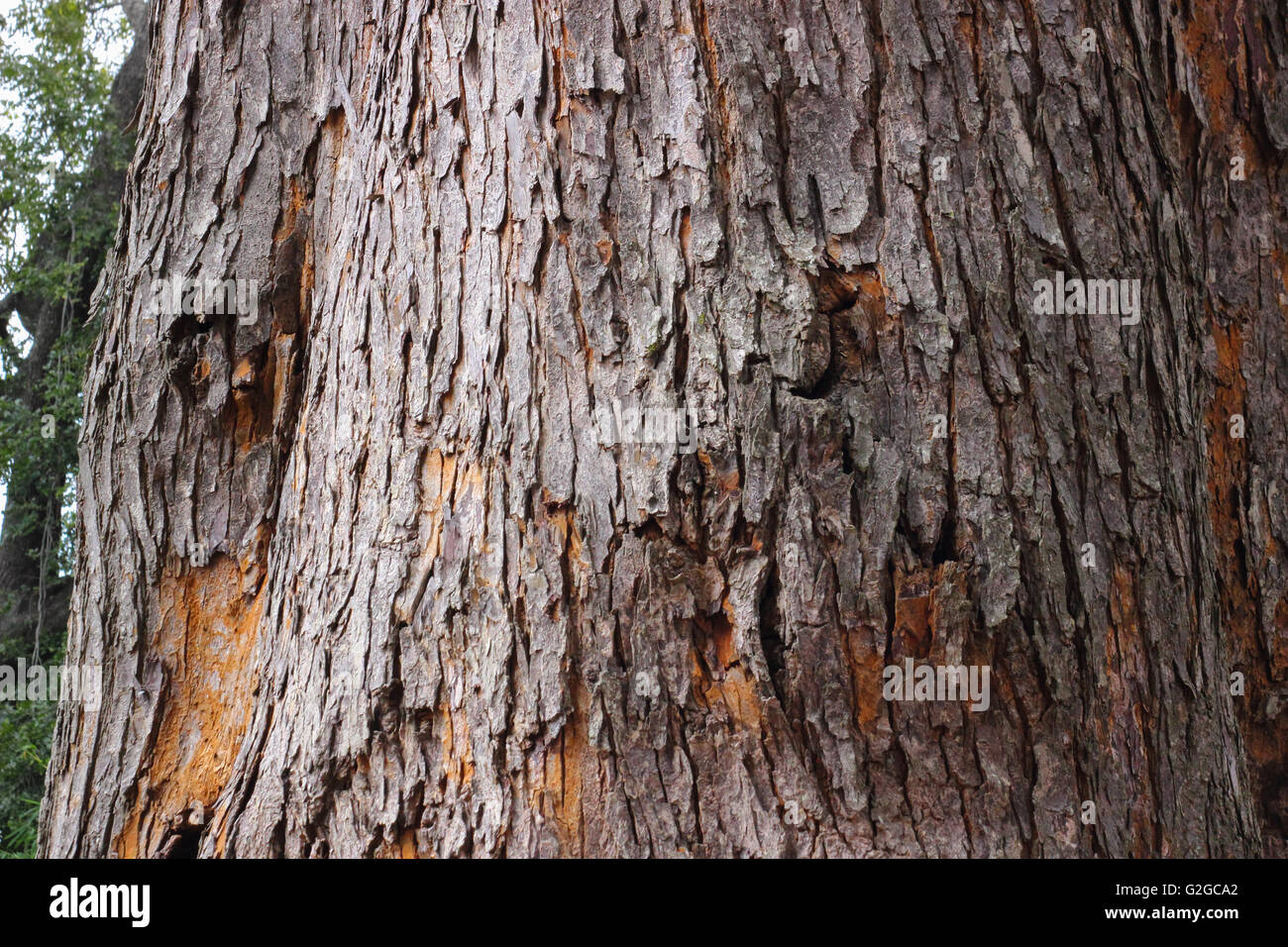 Skin of tree hi-res stock photography and images - Alamy