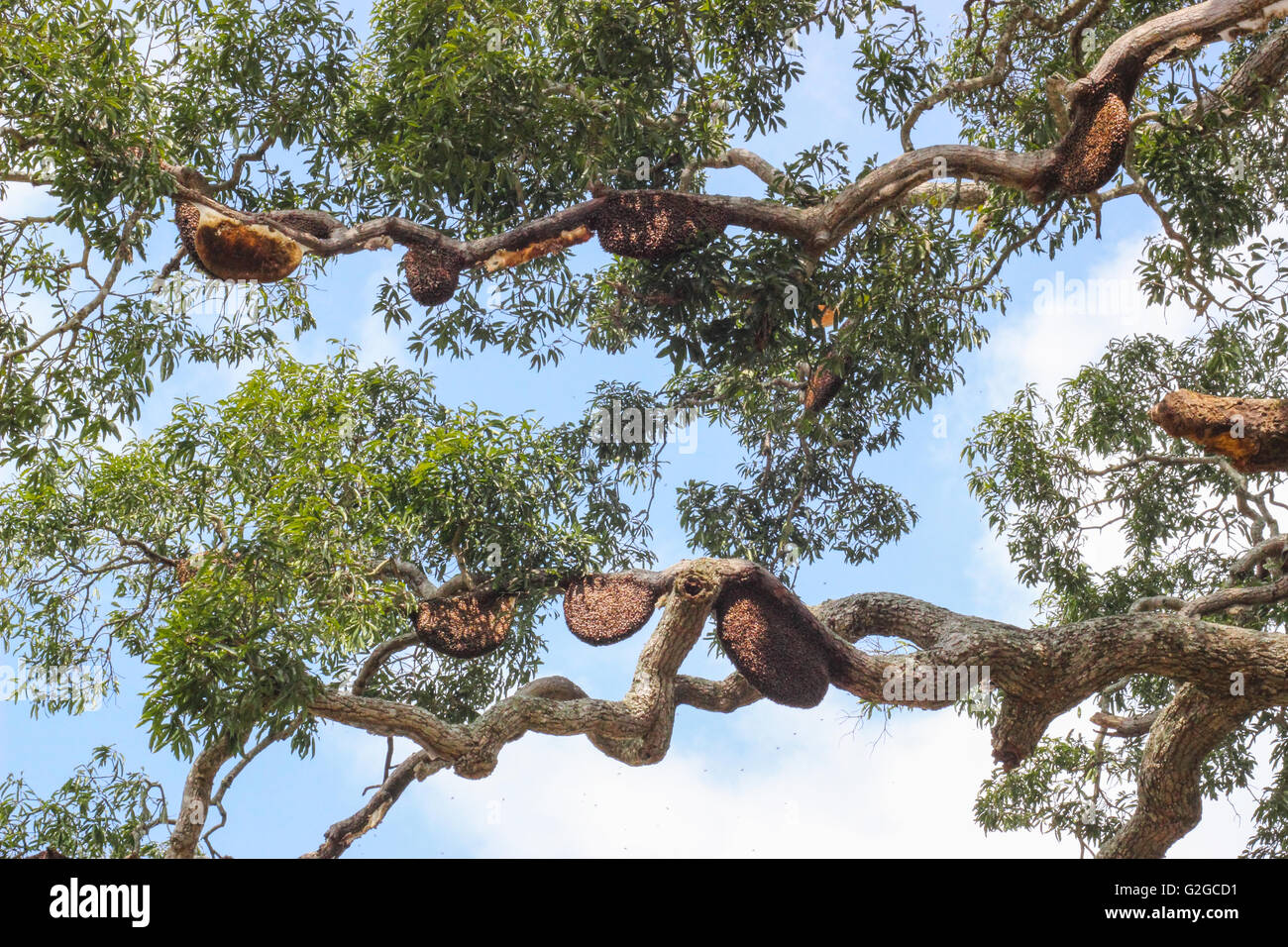 Comb tree hi-res stock photography and images - Alamy