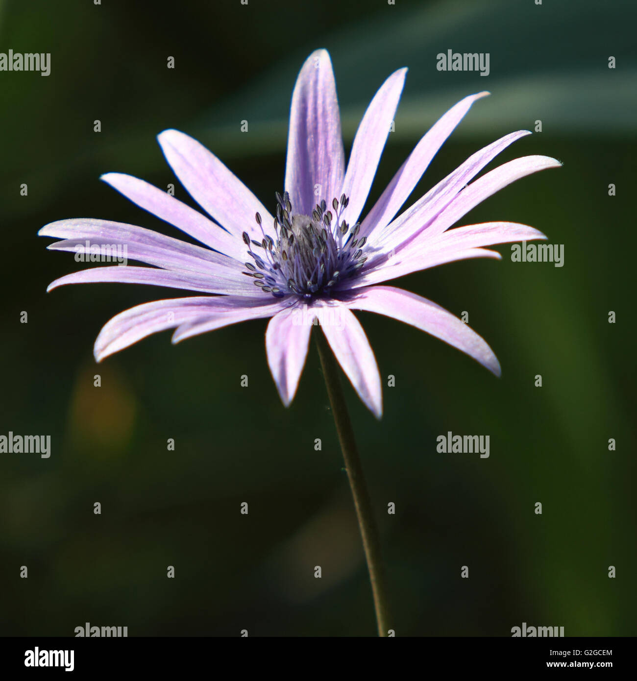 Anemone hortensis hi-res stock photography and images - Alamy