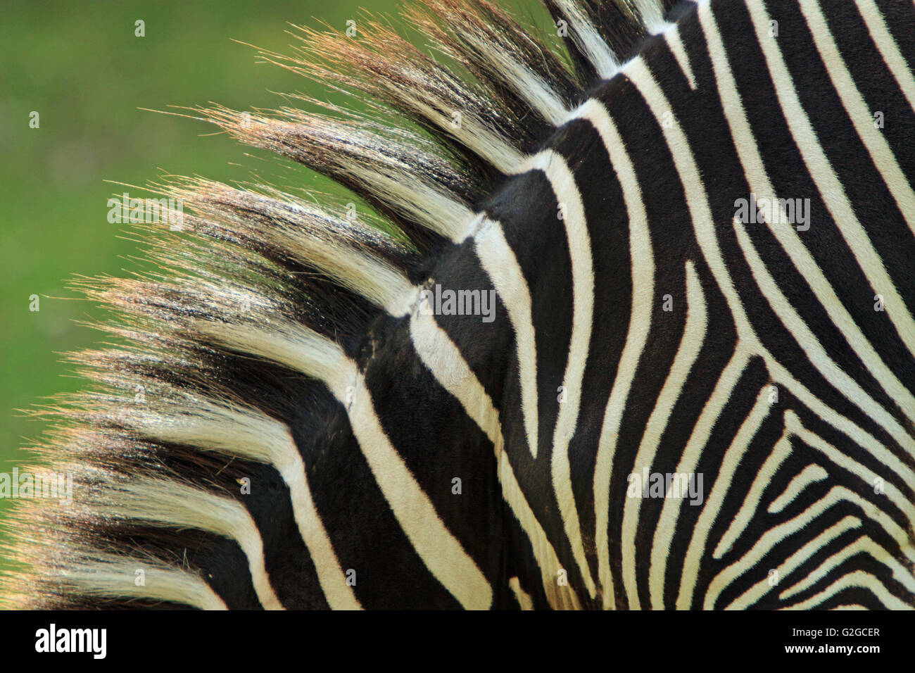 Abstract zebra hi-res stock photography and images - Alamy
