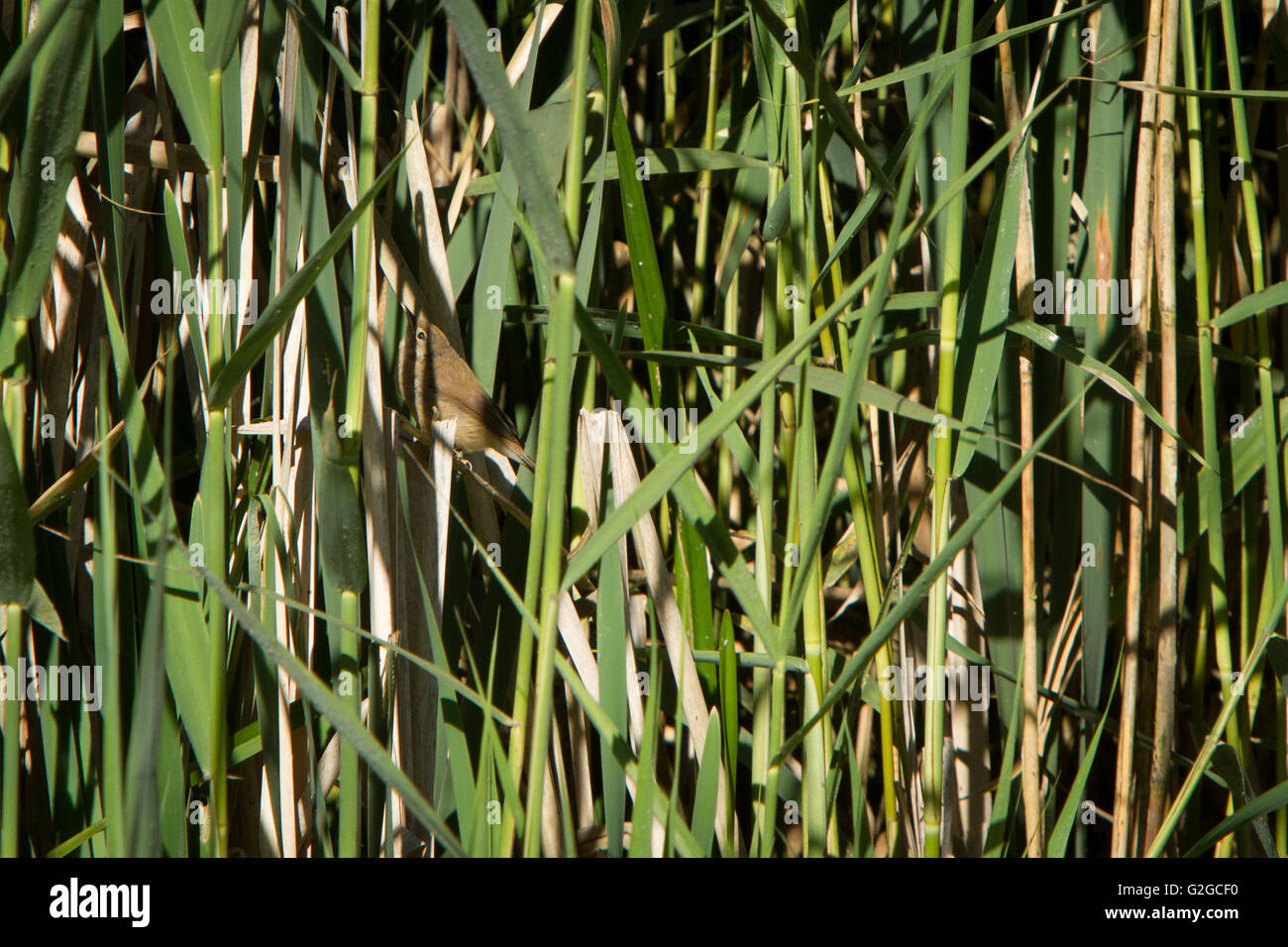 Hiding reed hi-res stock photography and images - Alamy
