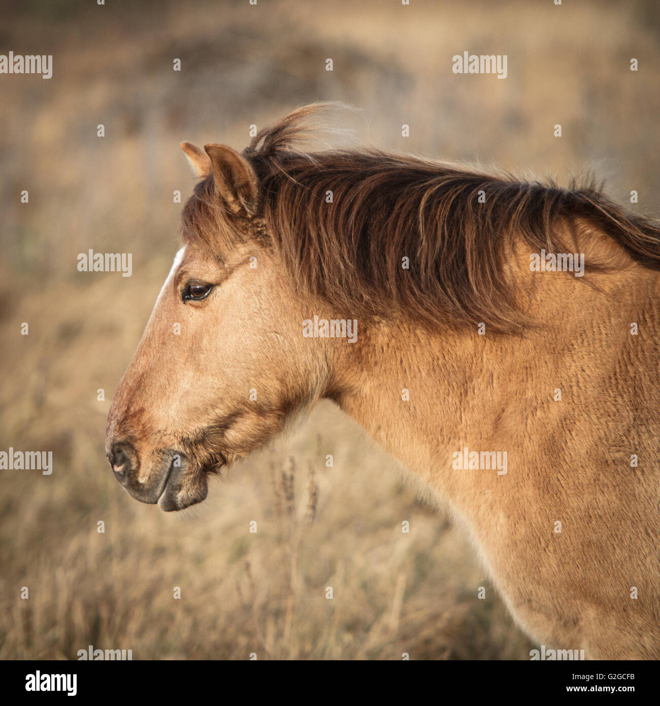 Konik pony hi-res stock photography and images - Alamy