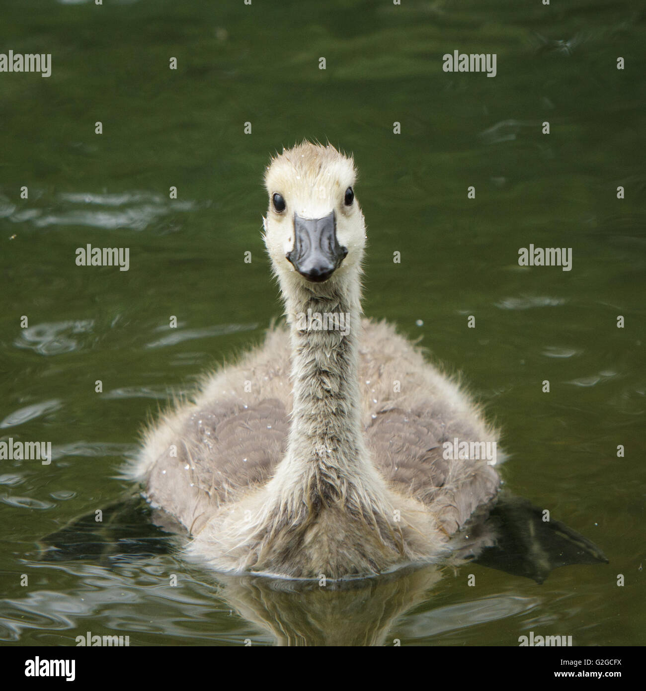 Gosling canada goose hi-res stock photography and images - Alamy