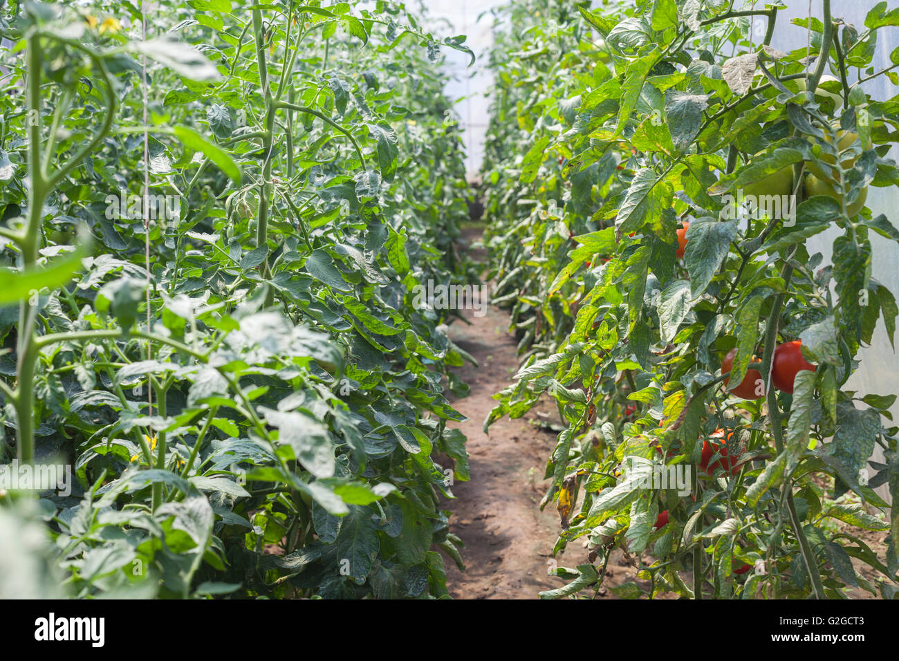 Tomato plants rows in a greenhouse with tomato flowers and fruits Stock ...
