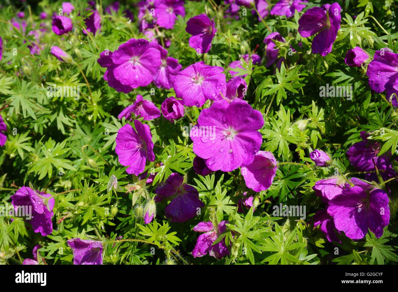 Purple wild geranium flowers Stock Photo - Alamy
