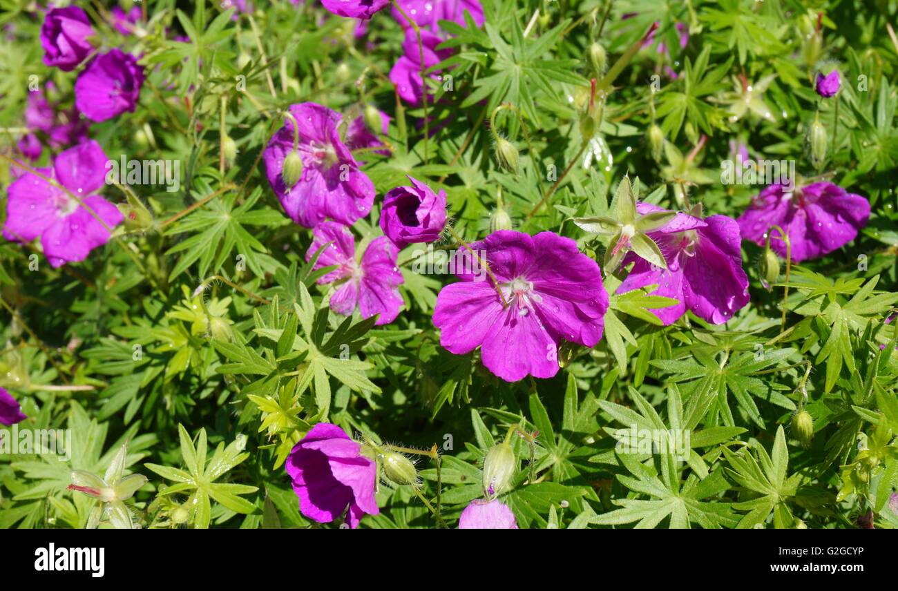 Purple wild geranium flowers Stock Photo - Alamy