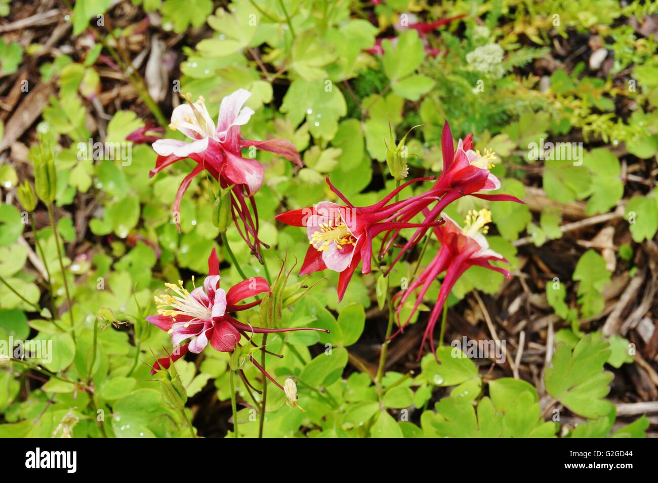 Red and white Origami columbine flower (aquilegia Stock Photo - Alamy