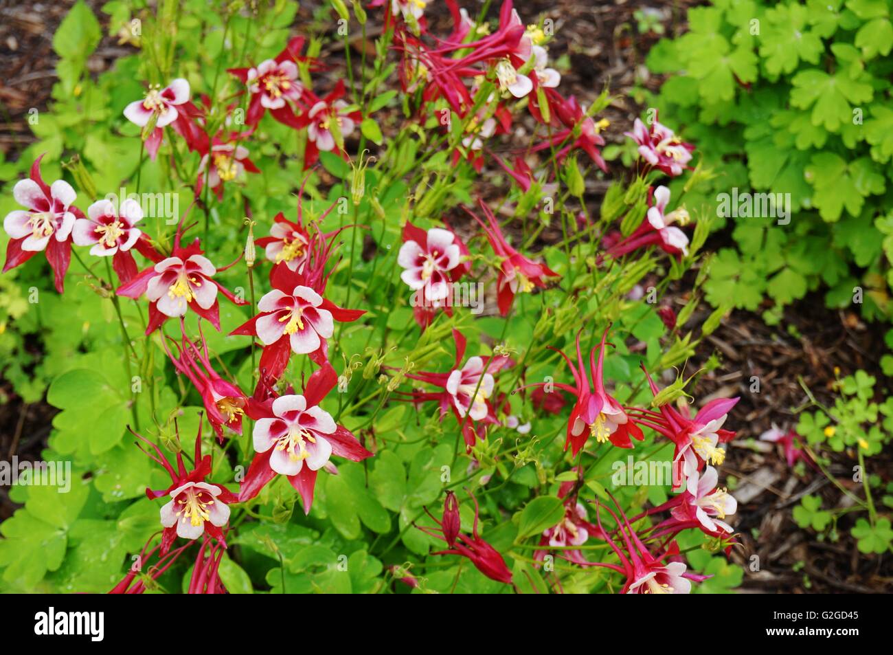 Red and white Origami columbine flower (aquilegia Stock Photo - Alamy