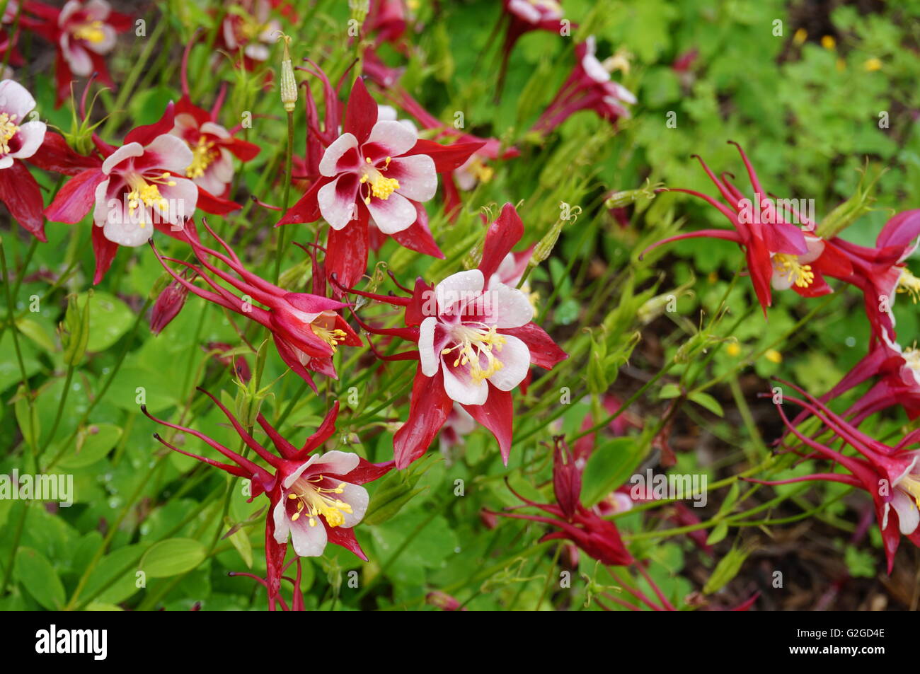 Red and white Origami columbine flower (aquilegia Stock Photo - Alamy