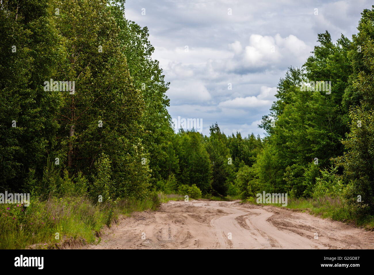 The sandy road in the woods Stock Photo - Alamy