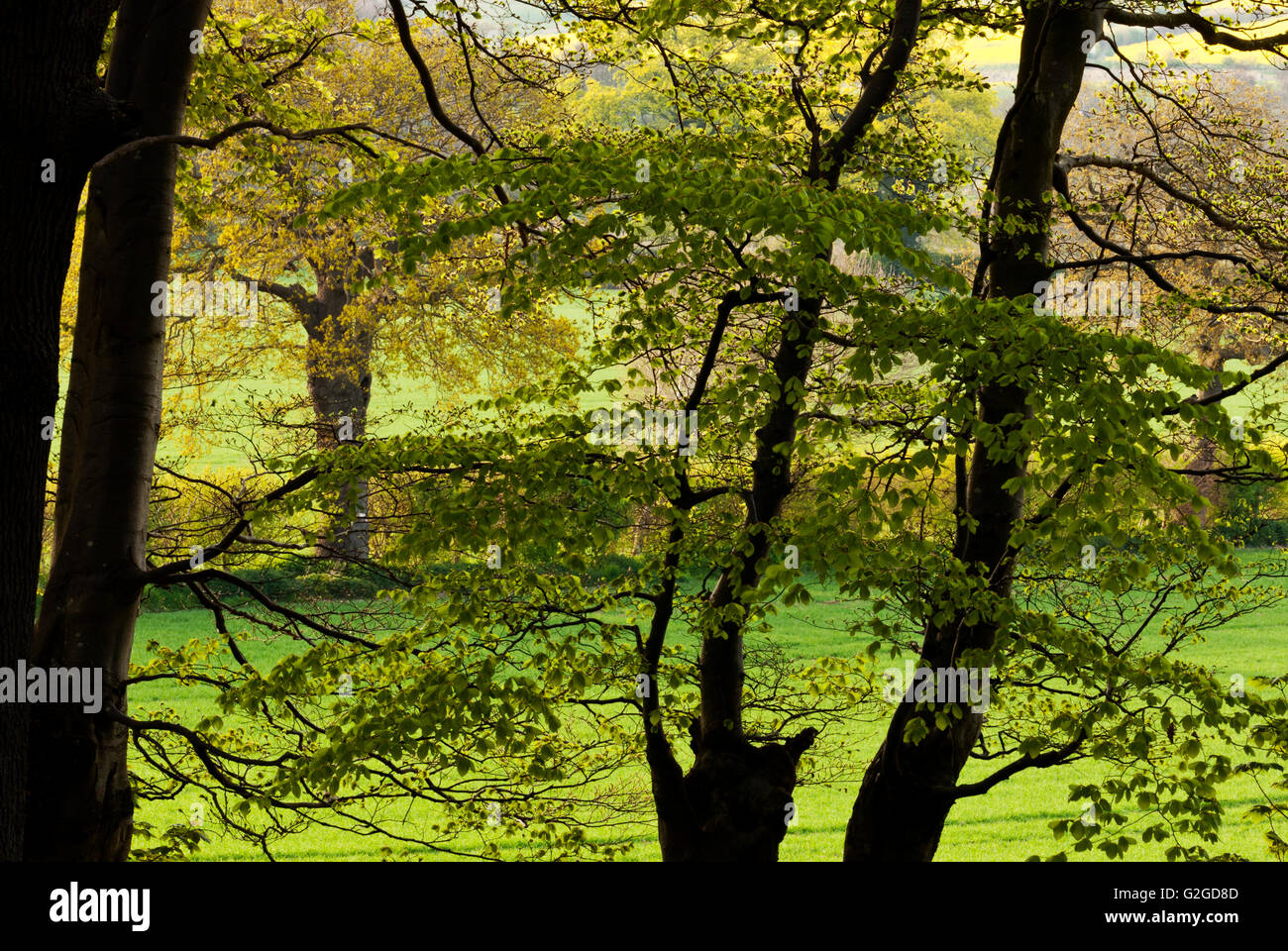 Norfolk country fields hi-res stock photography and images - Alamy