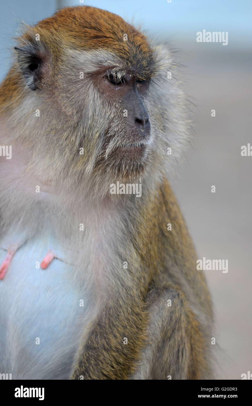 Female seated long tailed macaque monkey intently stares Stock Photo ...