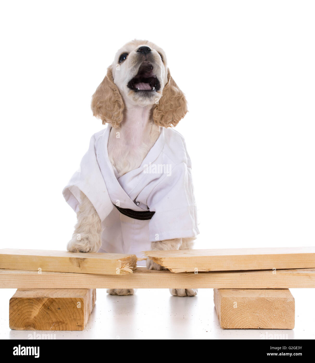 American cocker spaniel and kid hi-res stock photography and images - Alamy