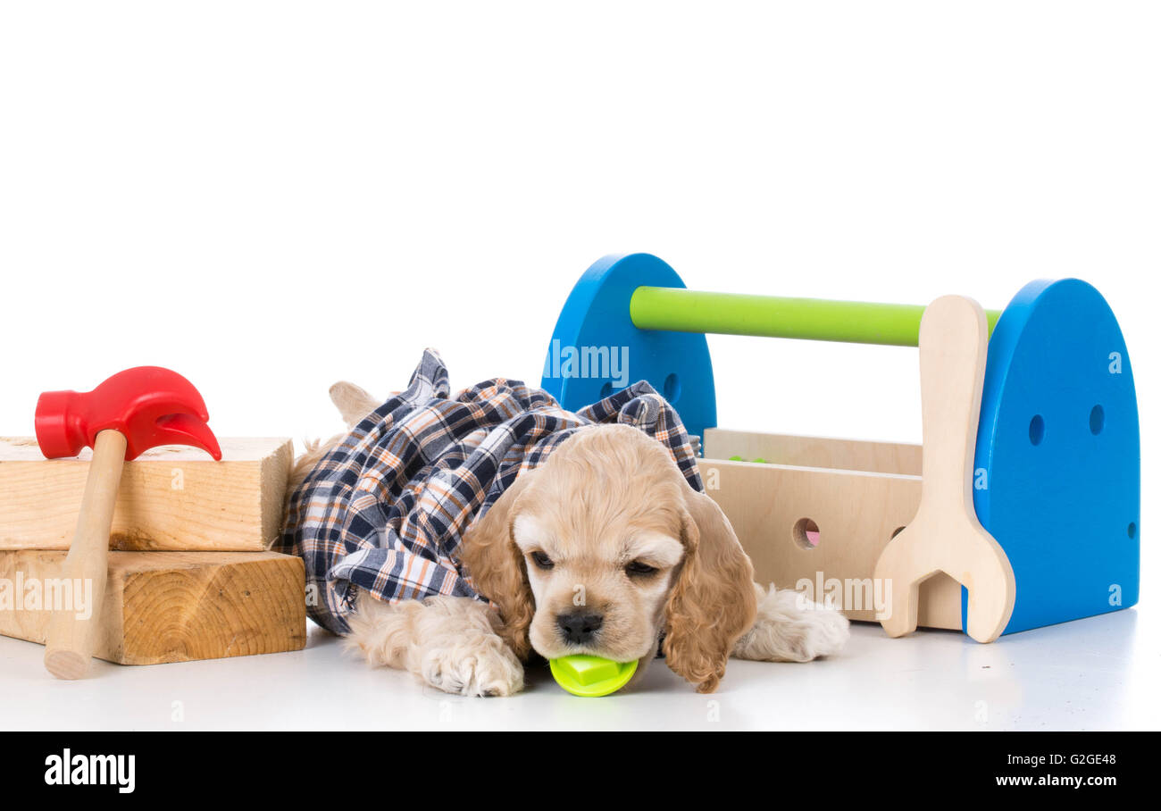 American cocker spaniel working hi-res stock photography and images - Alamy