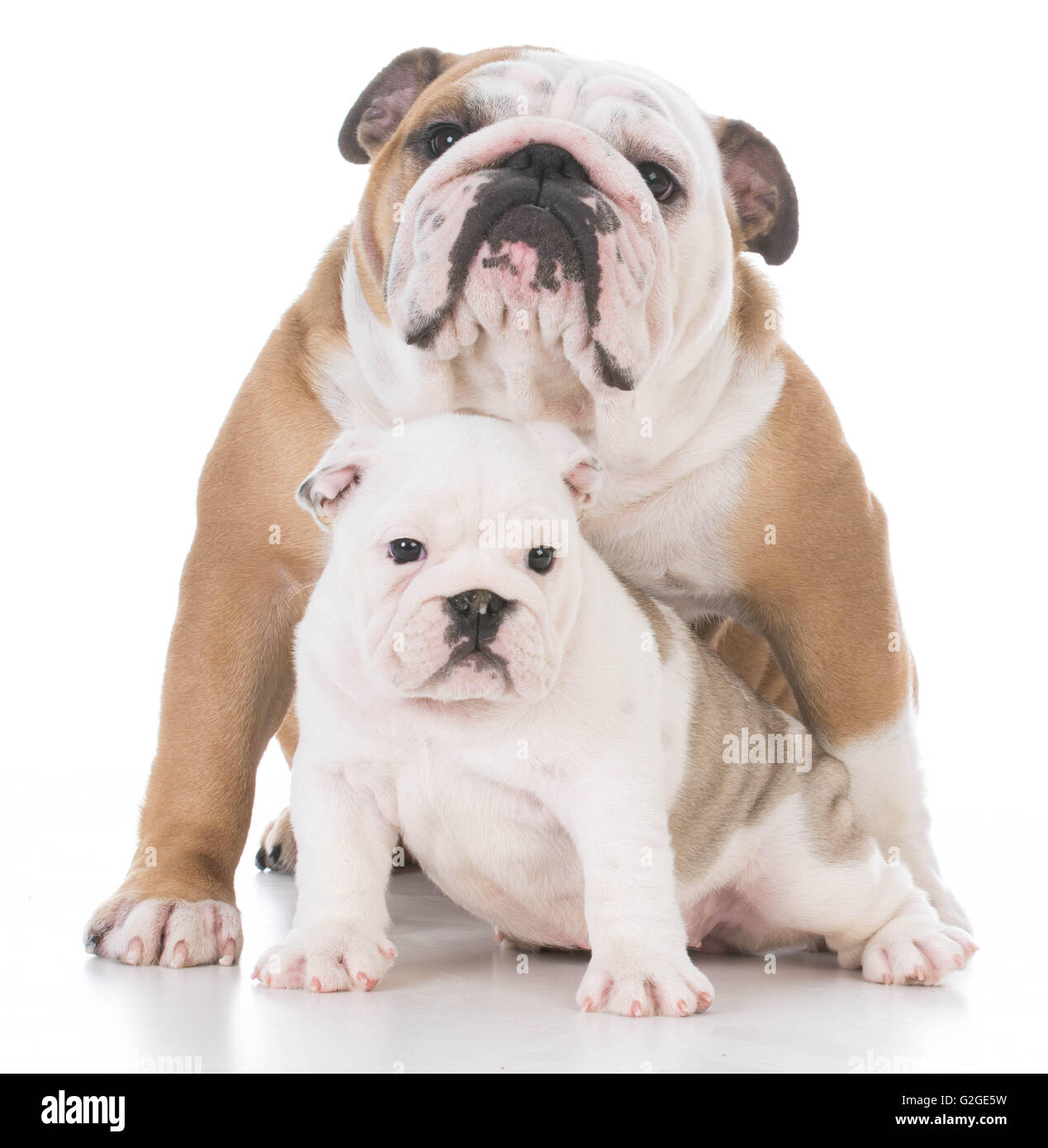 english bulldog mother and daughter on white background Stock Photo - Alamy