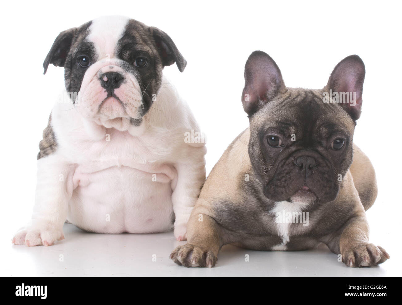 english and french bulldog puppies looking at viewer on white ...