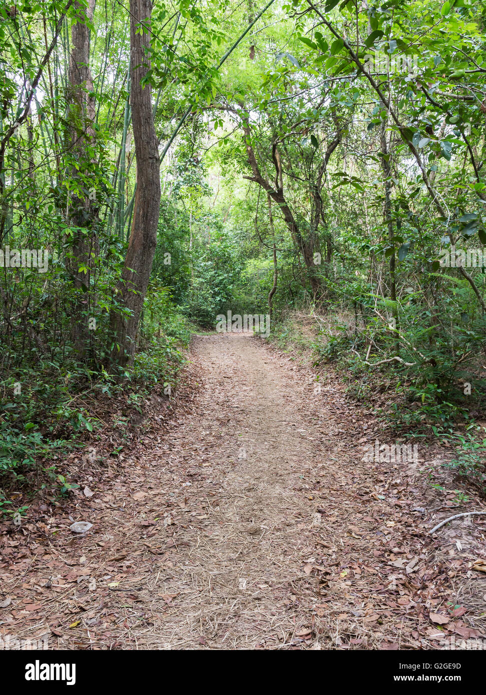 Natural small trail to the high mountain in the national park Stock ...