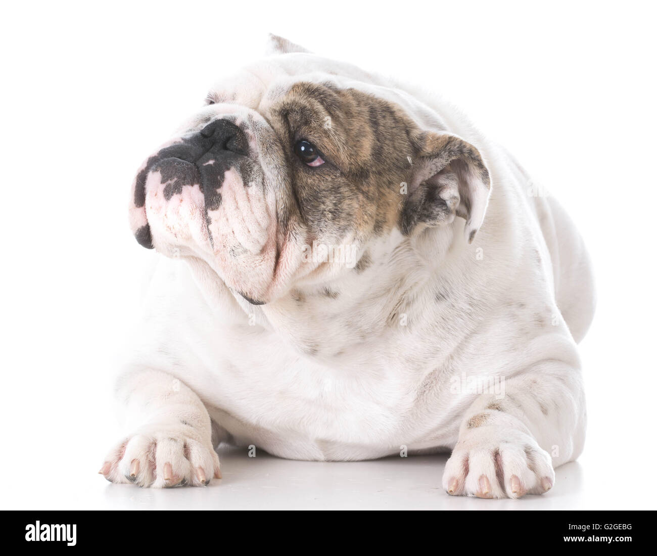 female english bulldog laying down on white background Stock Photo - Alamy