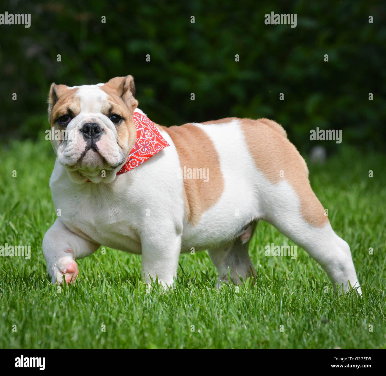 English bulldog outside hi-res stock photography and images - Alamy
