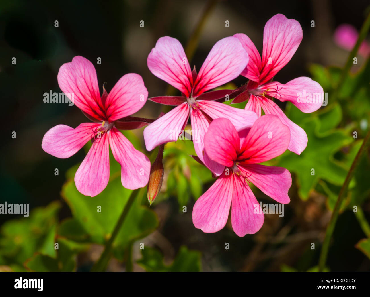 Little pink flowers hi-res stock photography and images - Alamy