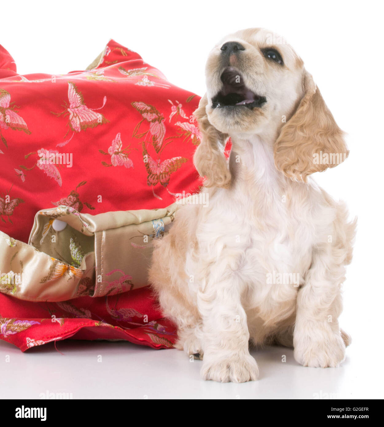 female american cocker spaniel puppy sitting on white background Stock ...