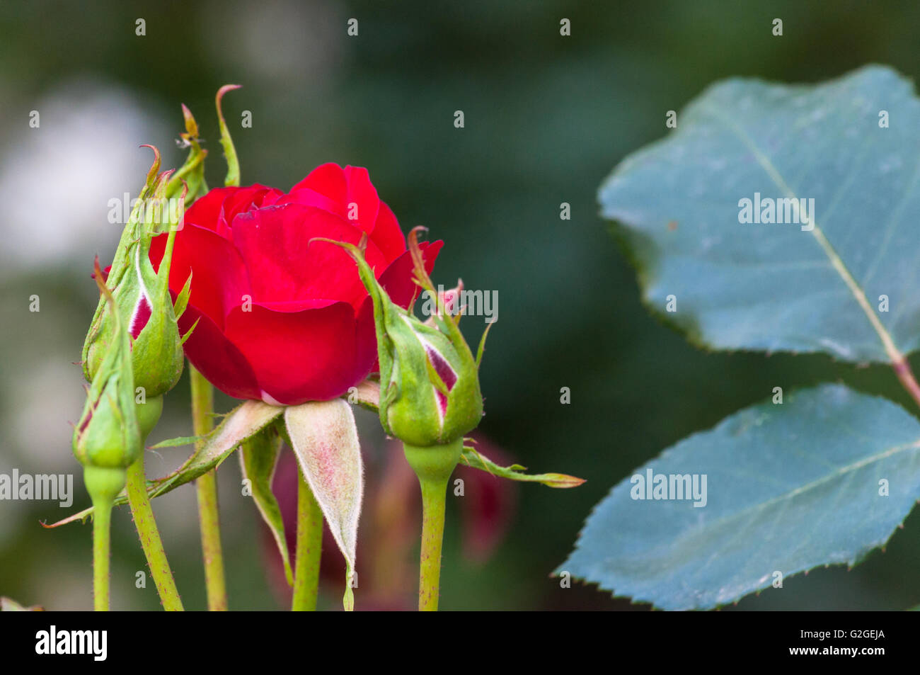Rose and little rose hi-res stock photography and images - Alamy