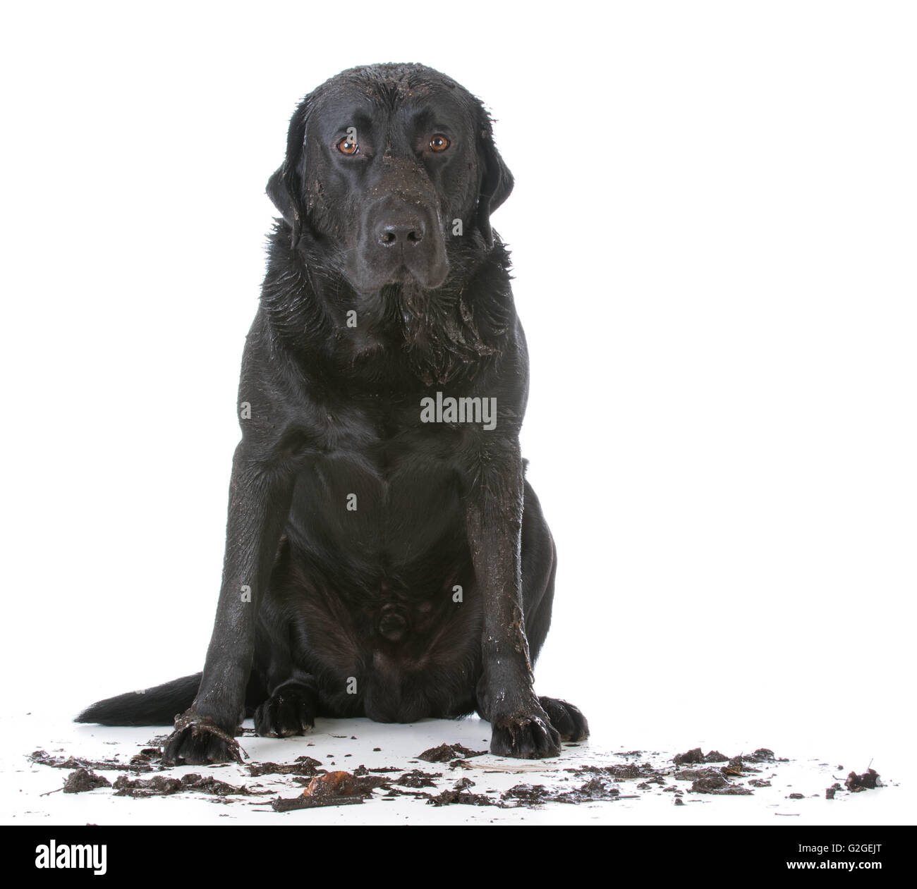 muddy dirty dog sitting on white background Stock Photo - Alamy