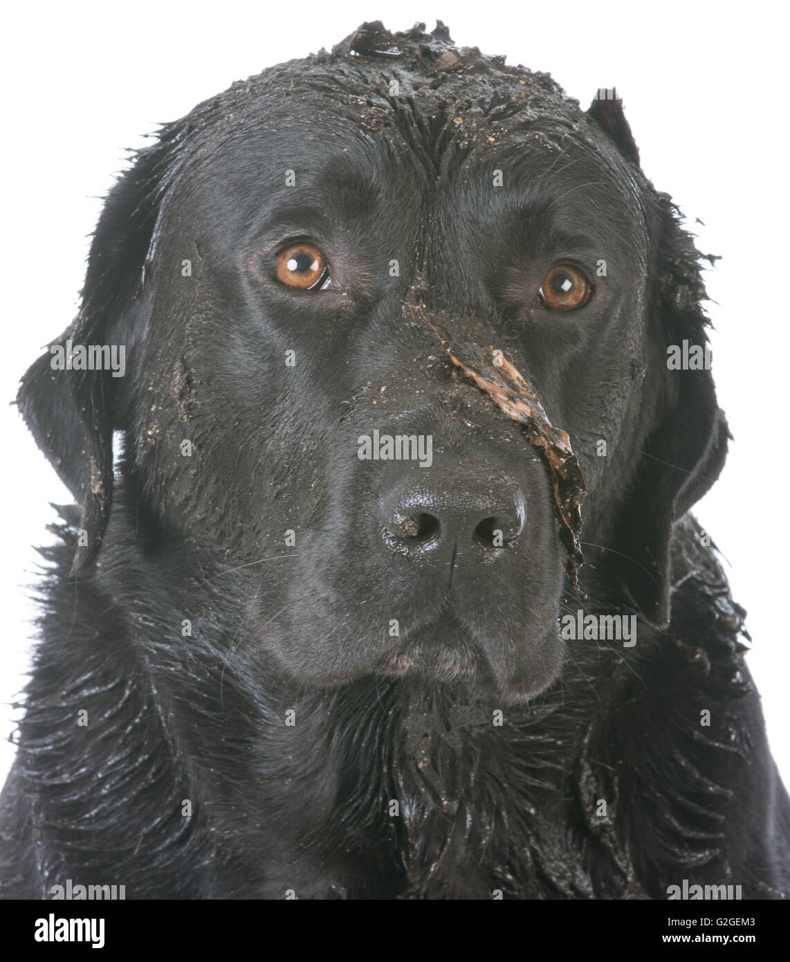 muddy dirty dog sitting on white background Stock Photo - Alamy