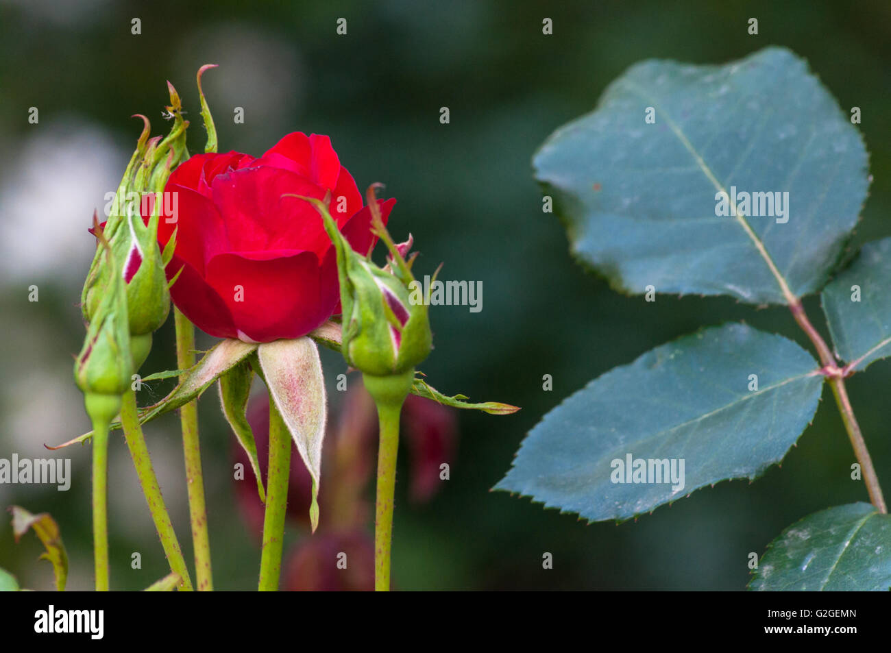 Little rose hi-res stock photography and images - Alamy