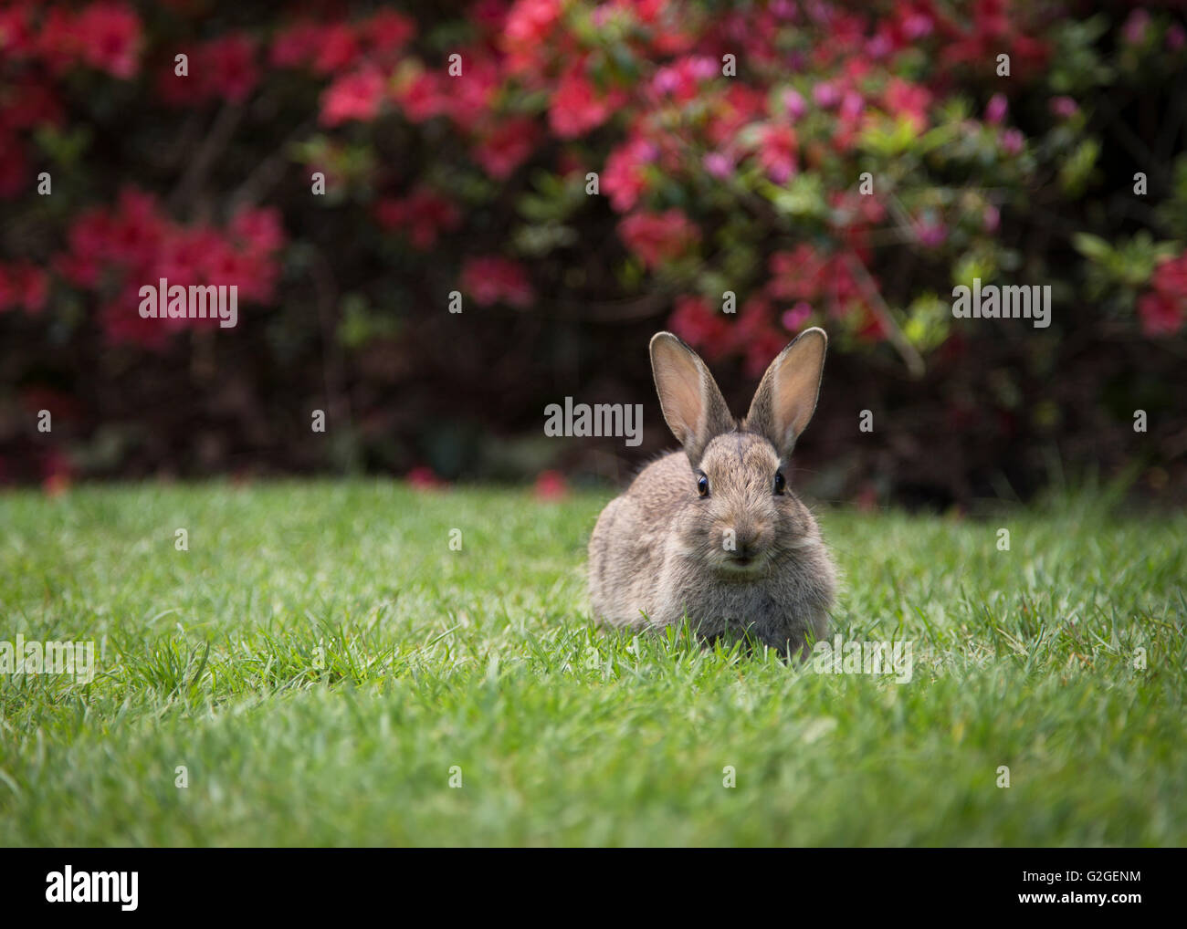 Rabbit still life hi-res stock photography and images - Alamy