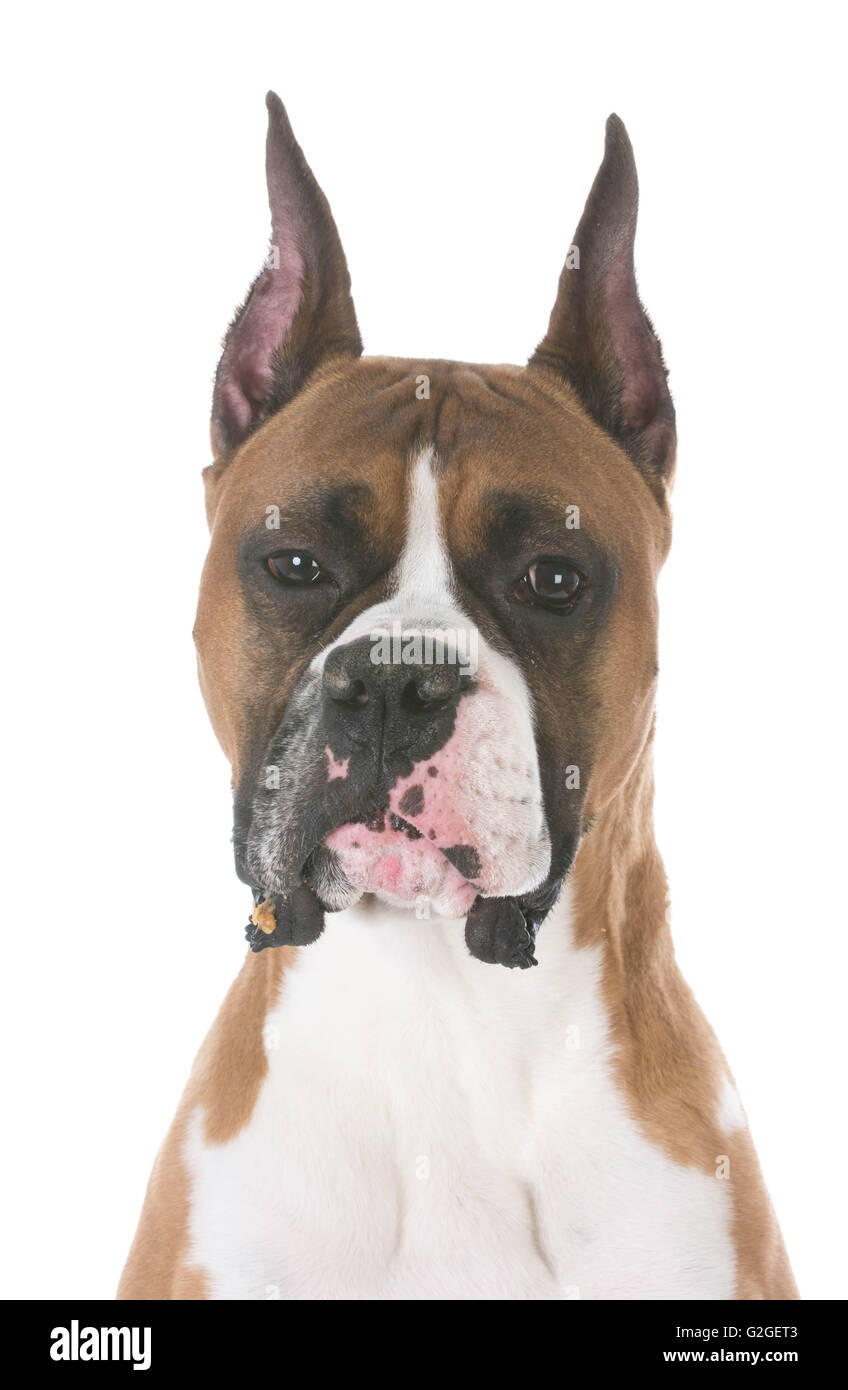 Boxer male dog hi-res stock photography and images - Alamy