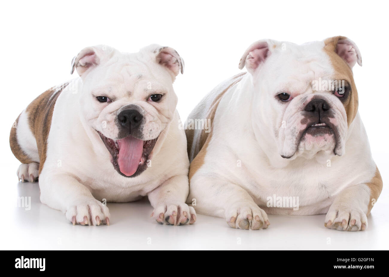 mother and daughter english bulldog sitting on white background Stock ...