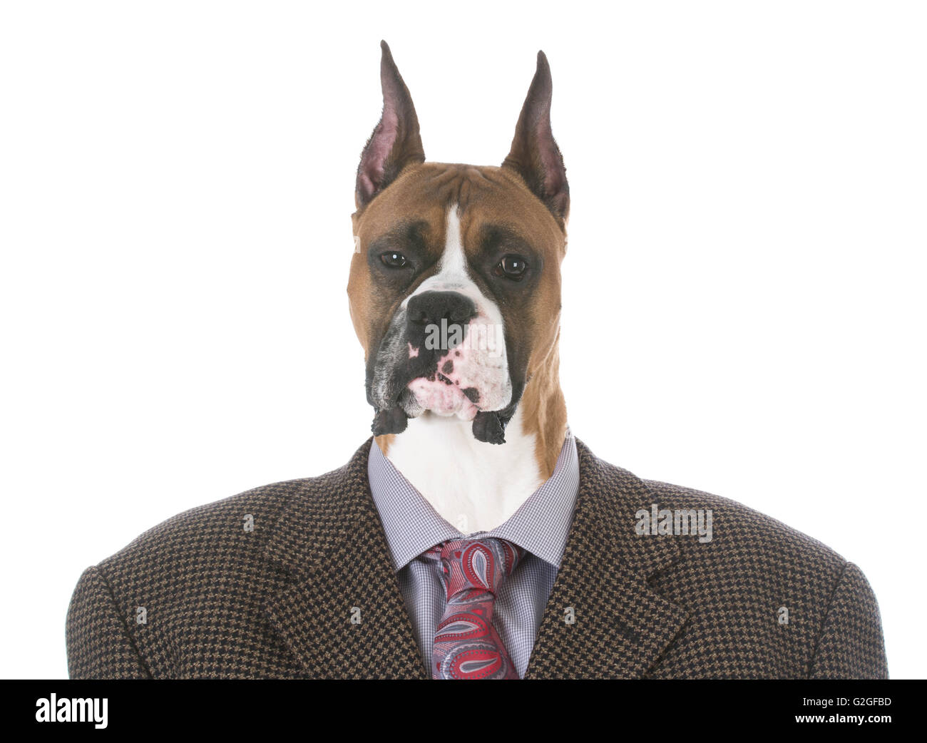 portrait of male boxer wearing a suit jacket isolated on white ...