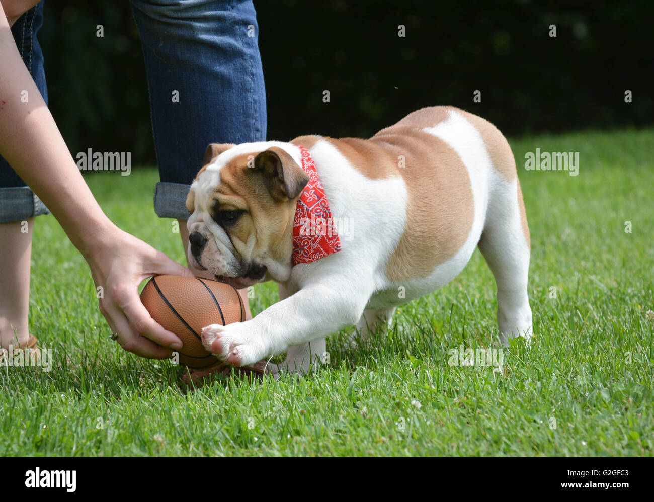 Bulldog playing ball hi-res stock photography and images - Alamy