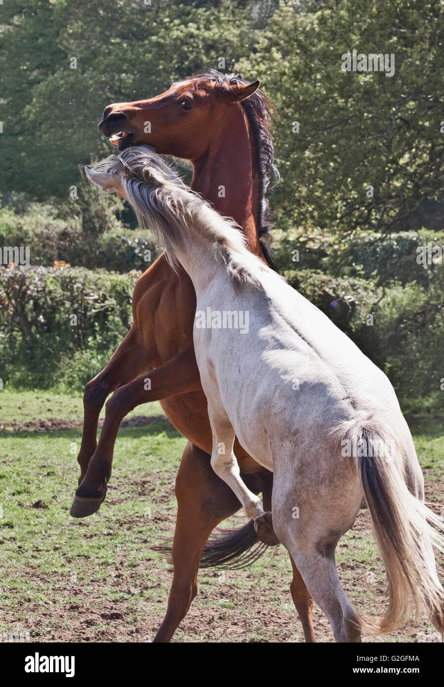 Rearing horses hi-res stock photography and images - Alamy
