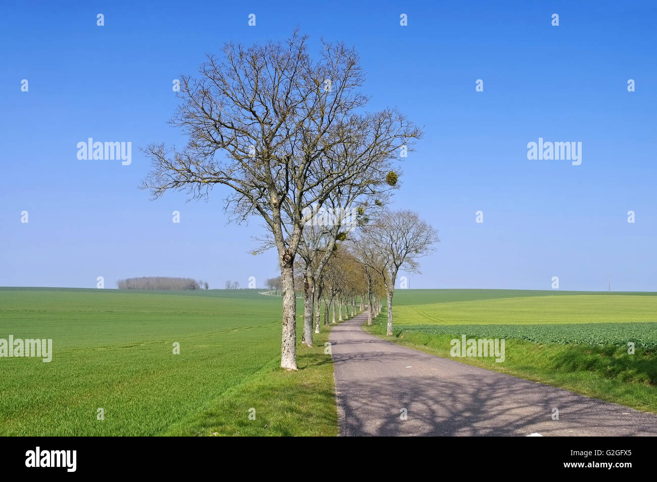 Maple tree avenue hi-res stock photography and images - Alamy